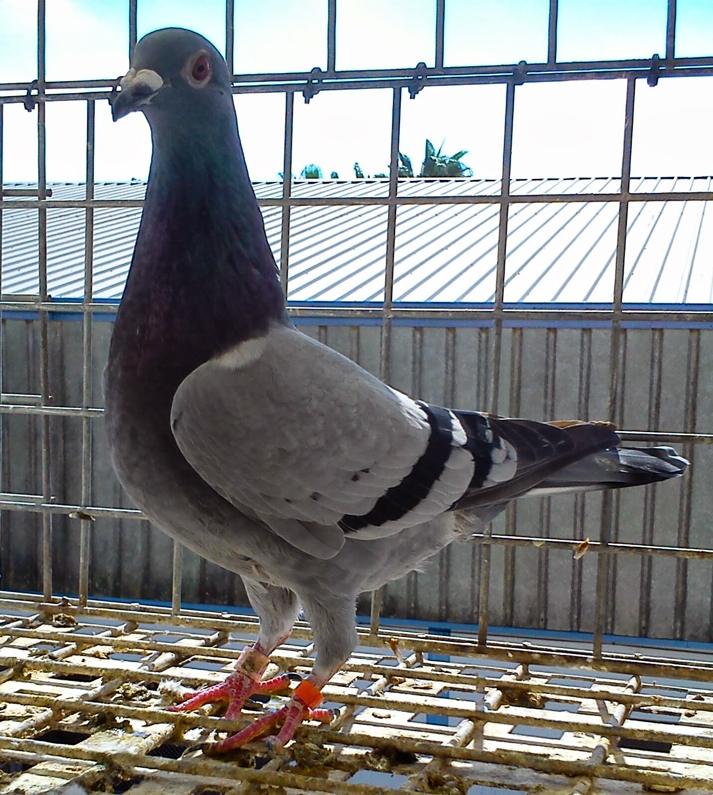 Palomar PACO BELLVER RUBIO. Colombofília: SACANDO LO MEJOR DE LOS ...