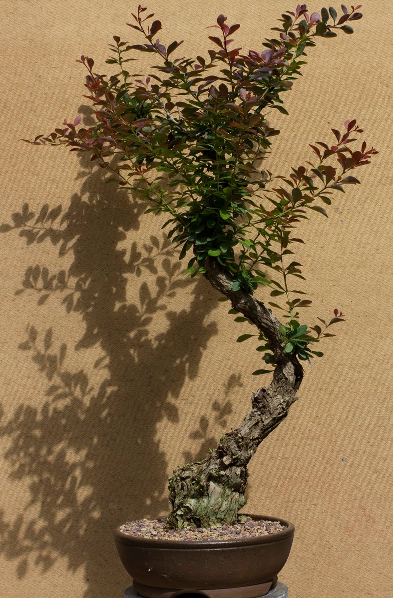 Matthew Holt's Artistic Endeavors: Barberry literati bonsai update
