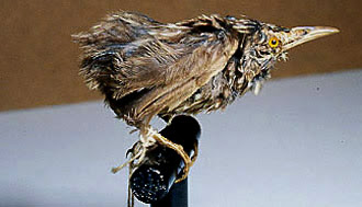 Stephens Island Wren (Xenicus lyalli) ~ World Extinct Animals