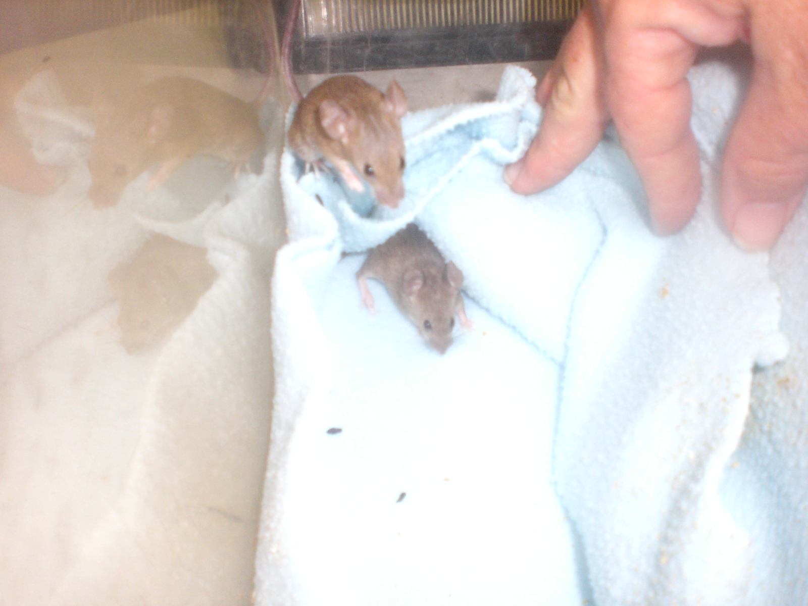 Naturalist's Blog: Beach mice