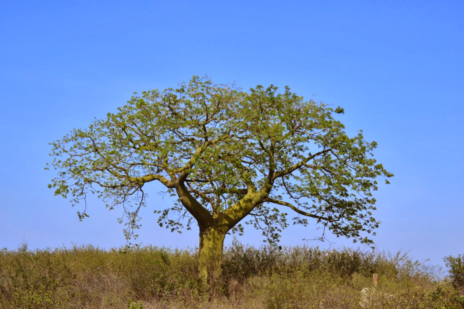 CUIDADO DE LOS ECOSISTEMAS DE LA REGION TUMBES: ZONA RESERVADA DE TUMBES
