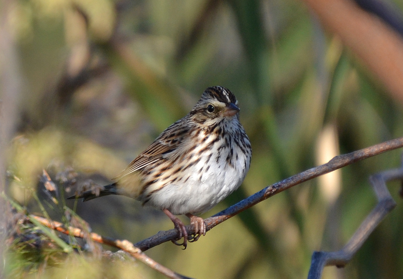 Woods Walks and Wildlife: White-crowned Sparrows and More Birds at the ...