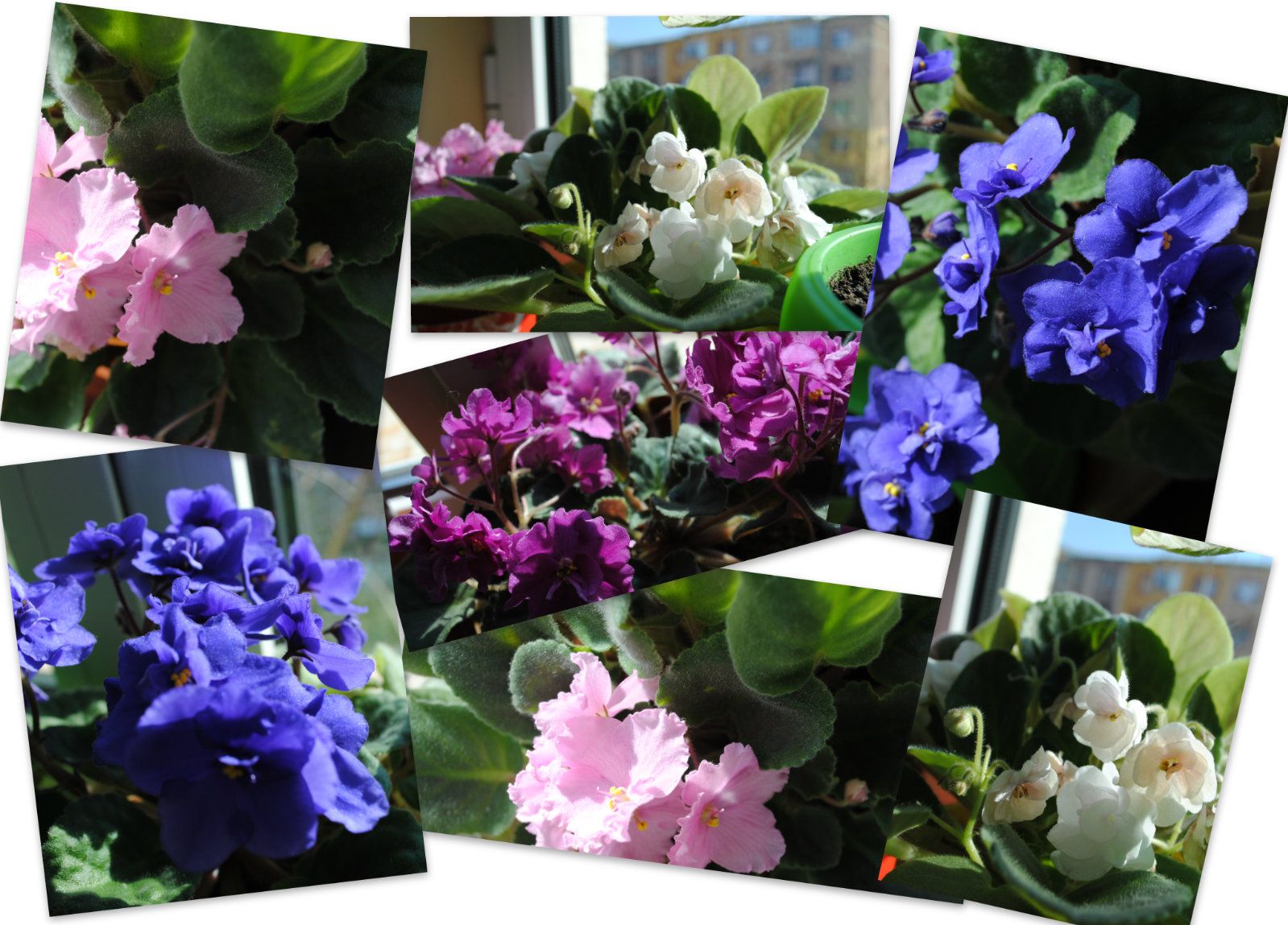 Umblu cu bocceluța prin viață: Primavara cu flori