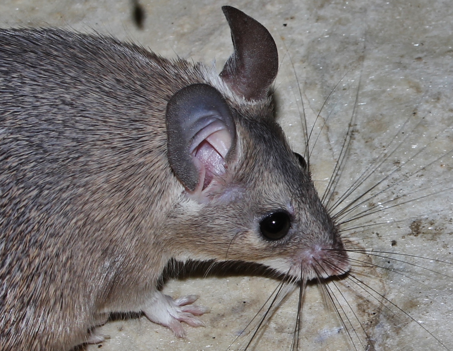 Biodiversity of Cyprus by NGO Protection of the Natural Heritage and ...