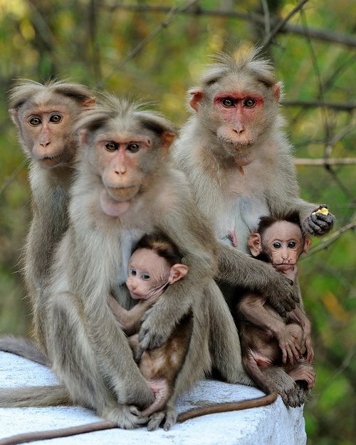 Interesting Amazing World: Monkey family