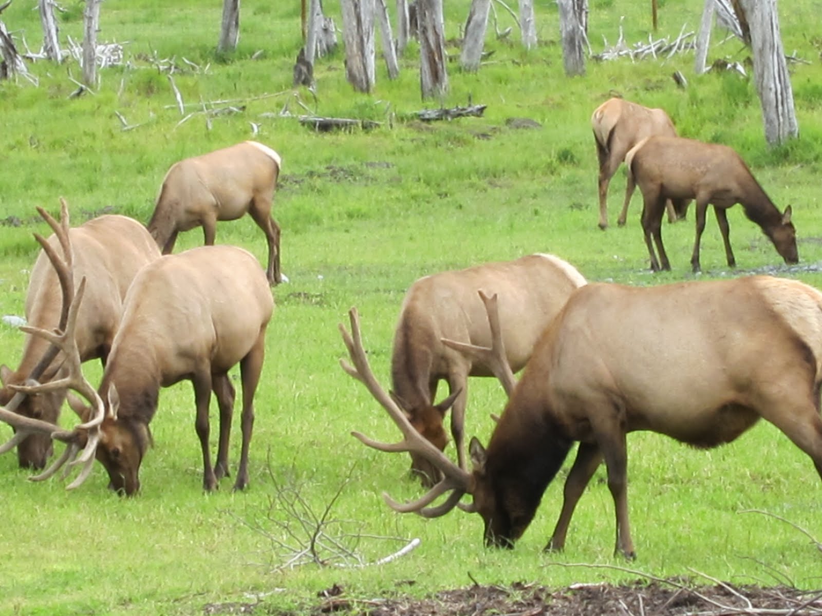 MilesIsland: Island Animals