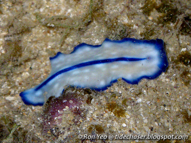 tHE tiDE cHAsER: Flatworms (Phylum Platyhelminthes) of Singapore