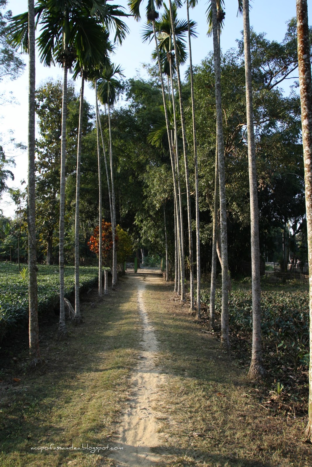 Glimpse of Assamese village scene