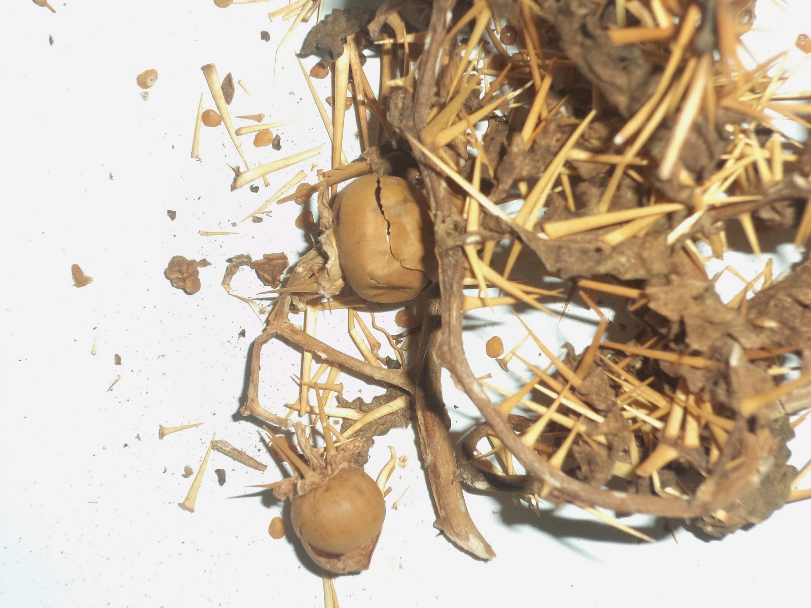 Solanum virginianum - Katuwalbatu - කටුවැල් බටු - Herbal Plants of Asia