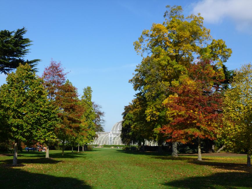 Bugs and Fishes by Lupin: Autumn at Kew Gardens: Trees!