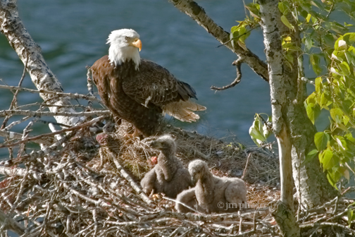 Jana Malinek Photography: BALD EAGLES of the Columbia Basin - Season II