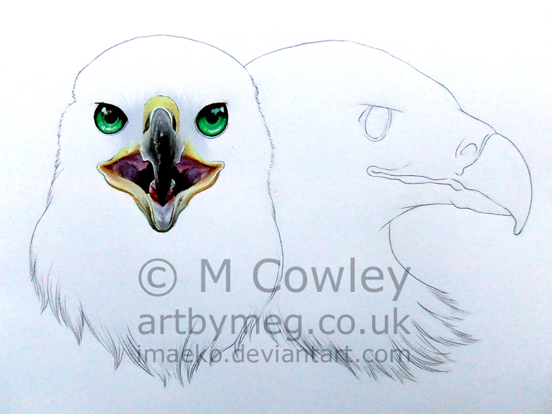 Imaeko's Artage Blog - The Art and Designs of Megan Cowley