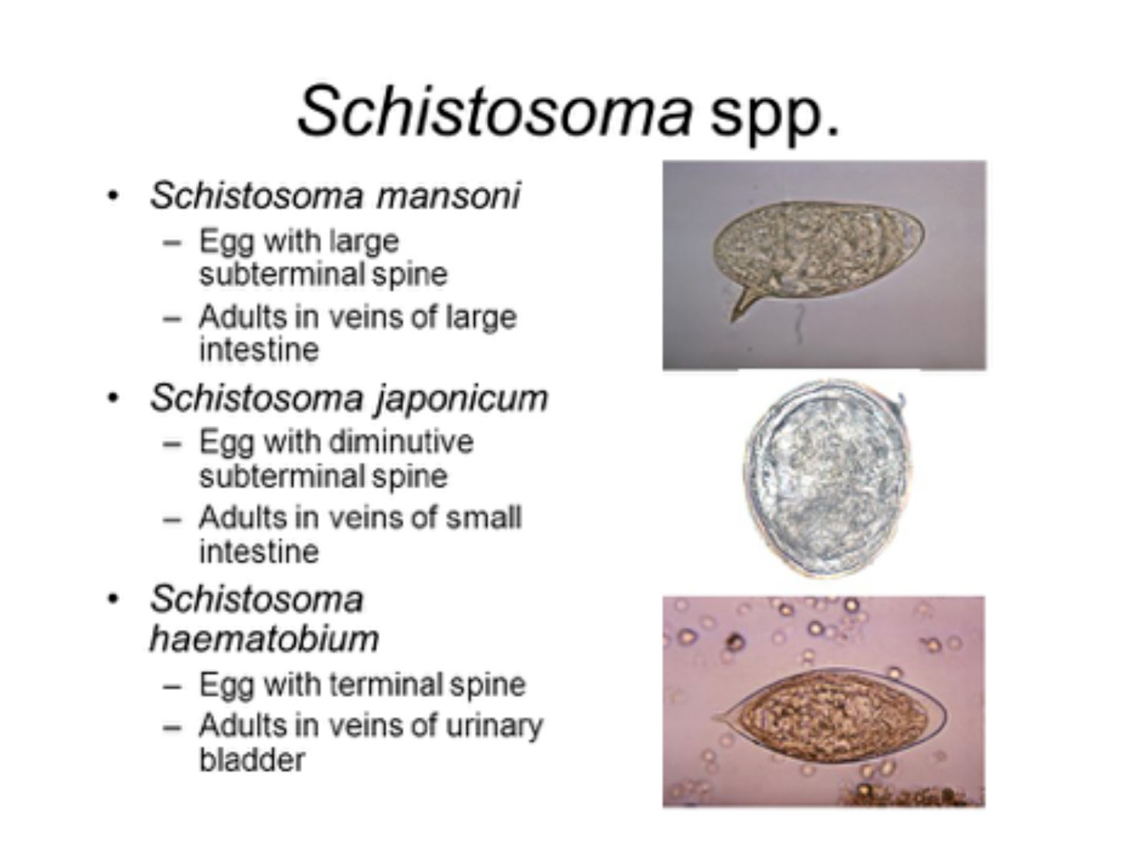 Rama Microbiology: Trematodes