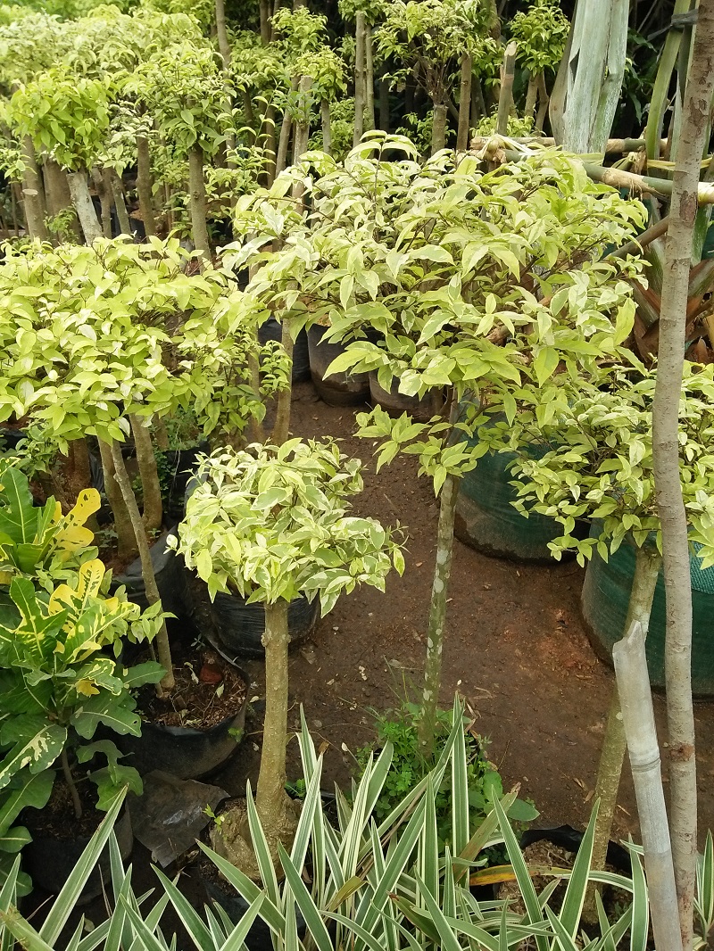 Tanaman Hias Jakarta dan Tangerang: jual pohon anting putri