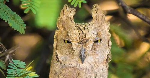Pallid scops owl | Birds of India | Bird World