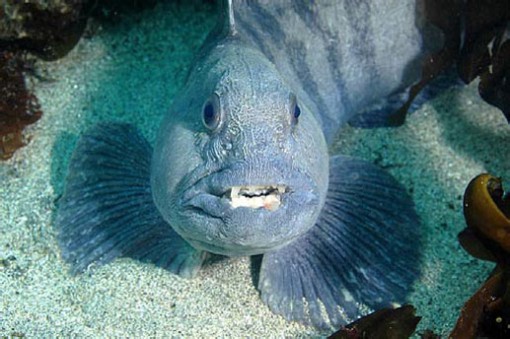 Info-Junction Blog: Atlantic Wolffish