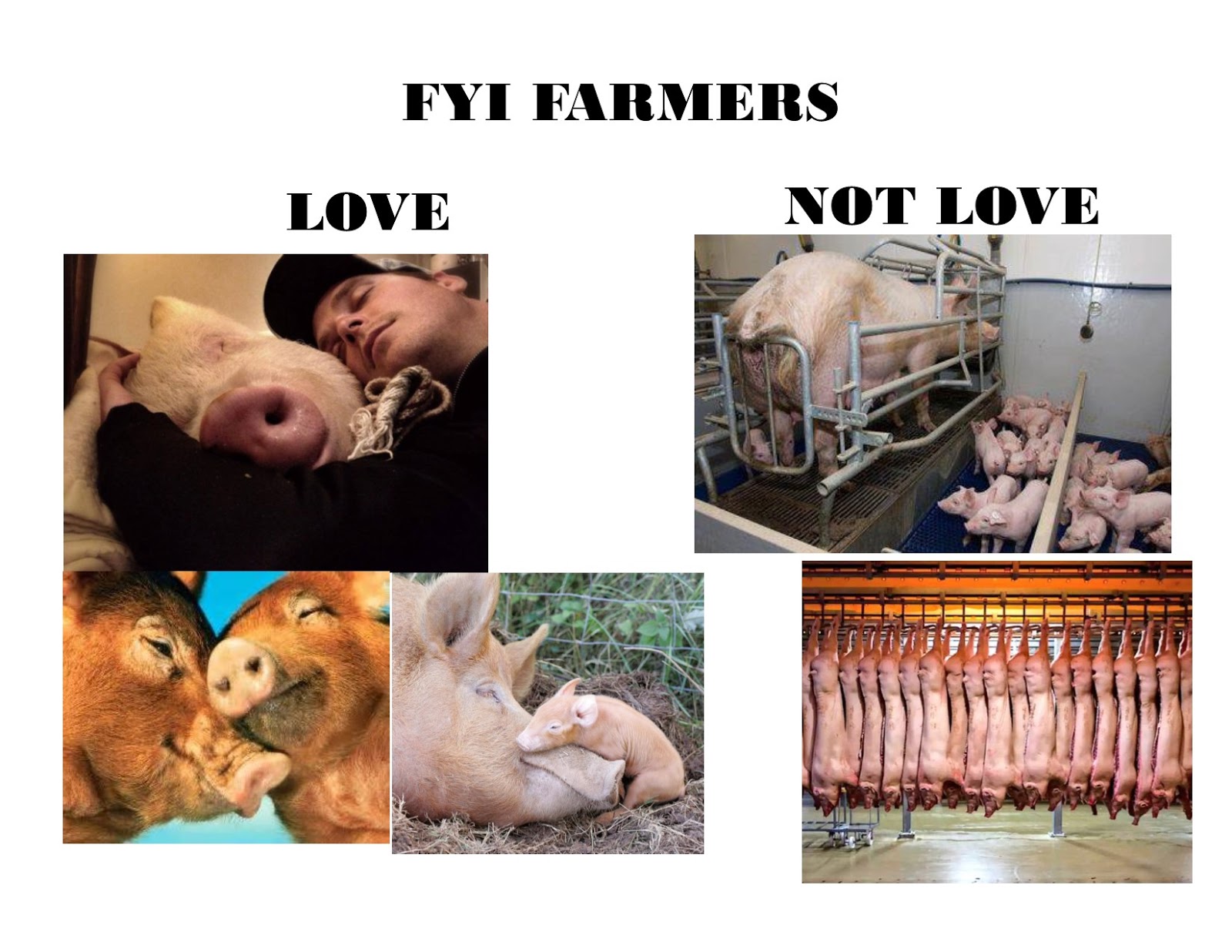 Joy of Vegan: Pig farming memes to share