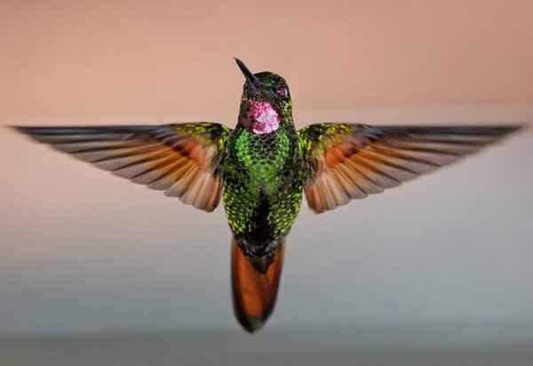 Indahnya Foto Burung Kolibri Berwarna | GambarBinatang.Com