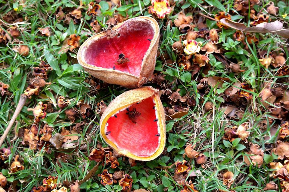 Aloha from Hawaii: The Valentine tree