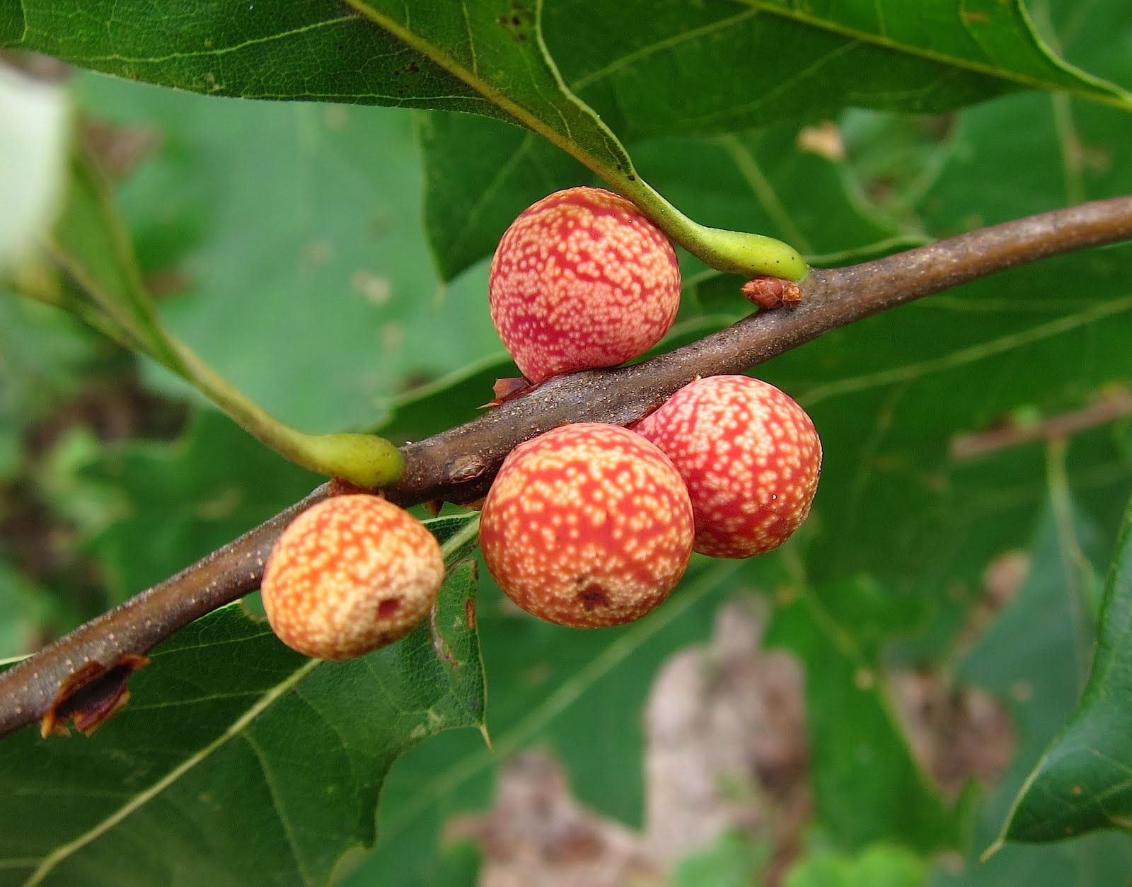 Saratoga woods and waterways: Away to Vermont, Home Again to Wilton