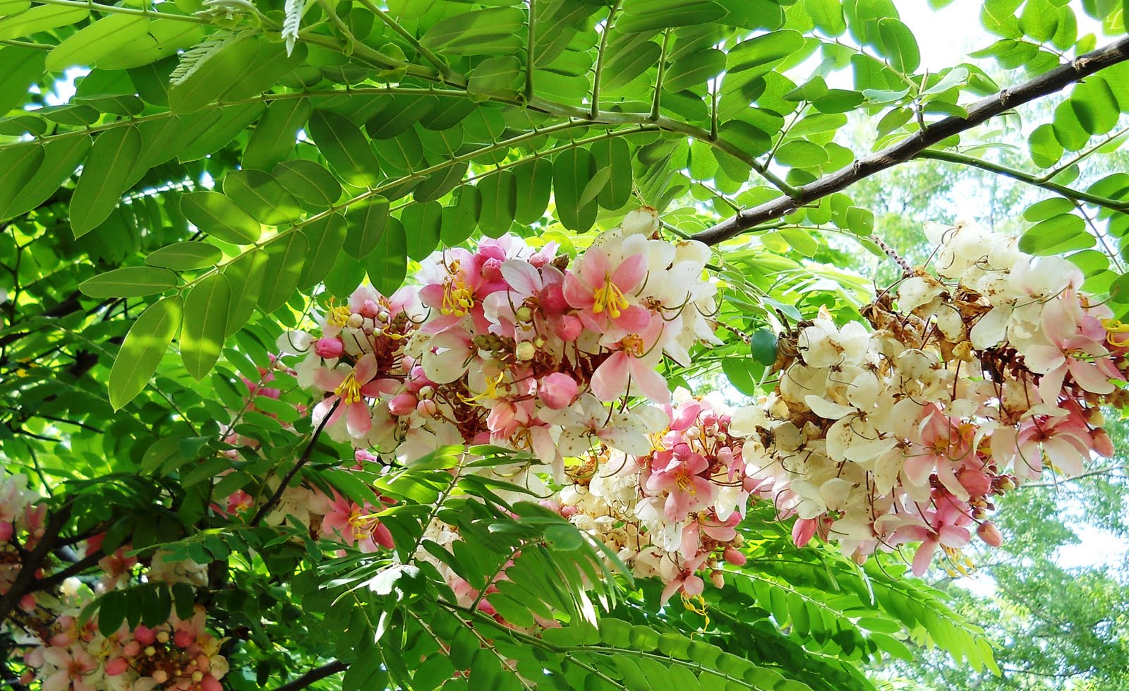Red Ripe Tomatoes: Meet the Oldest Tree in Chennai