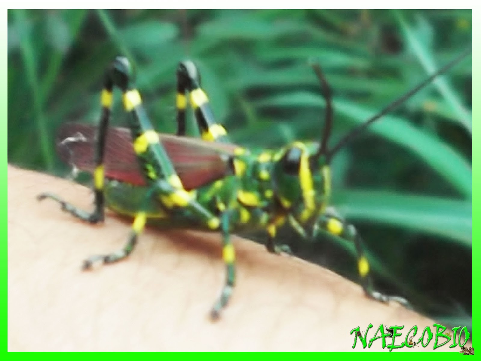 Os Seres Vivos: Grilo brasileiro!