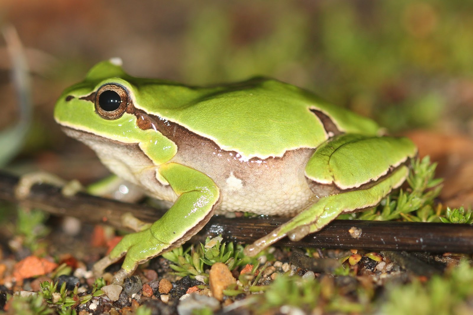 Bichos y fotos: El sapo más feo y la rana más guapa.
