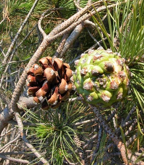 BIODIVERSIDAD COSTA GRANADINA Y...: Pino piñonero, pino real (Pinus pinea)