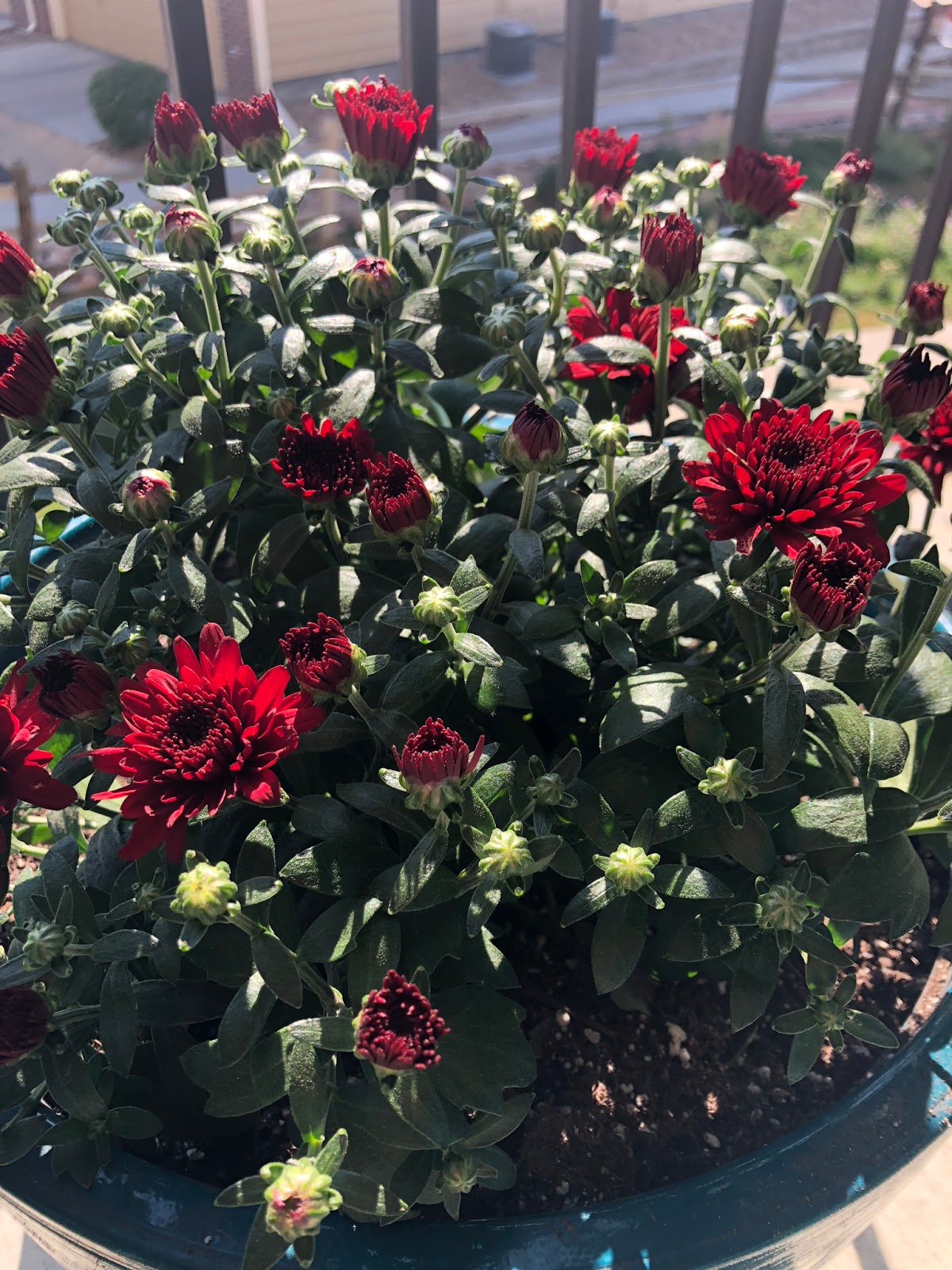 A New Day: Hello September, Hello Mums