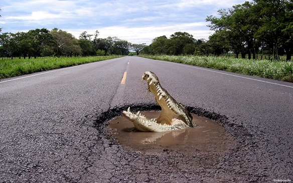 Photo of the Day: Crocodile in a pothole? | This is Kiyo and Filo Blog