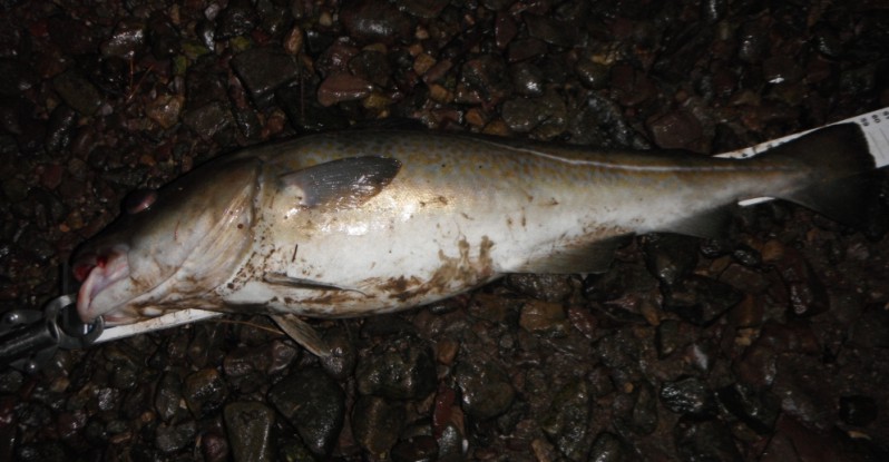 South Coast Bass by RockHunter: Summary of the Cod Season - Part 2: The ...