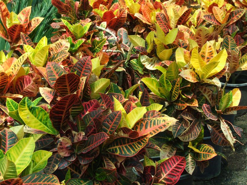 Nayara Gardens : Croto - Codiaeum variegatum