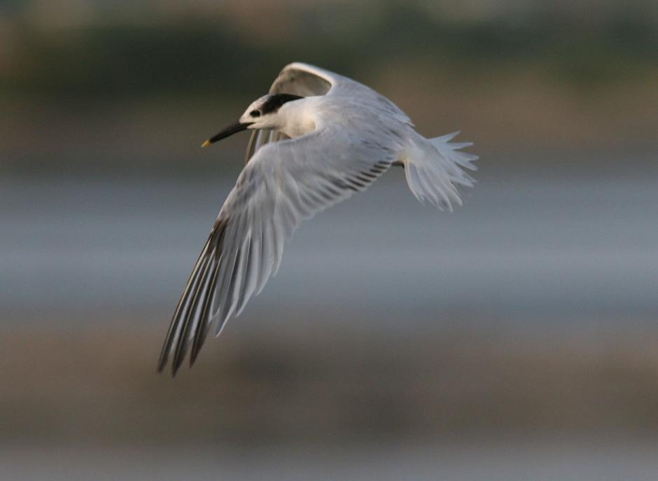 Variety of Life: Laridae