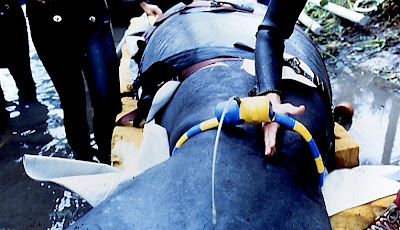 Field Biology in Southeastern Ohio: Florida Manatees