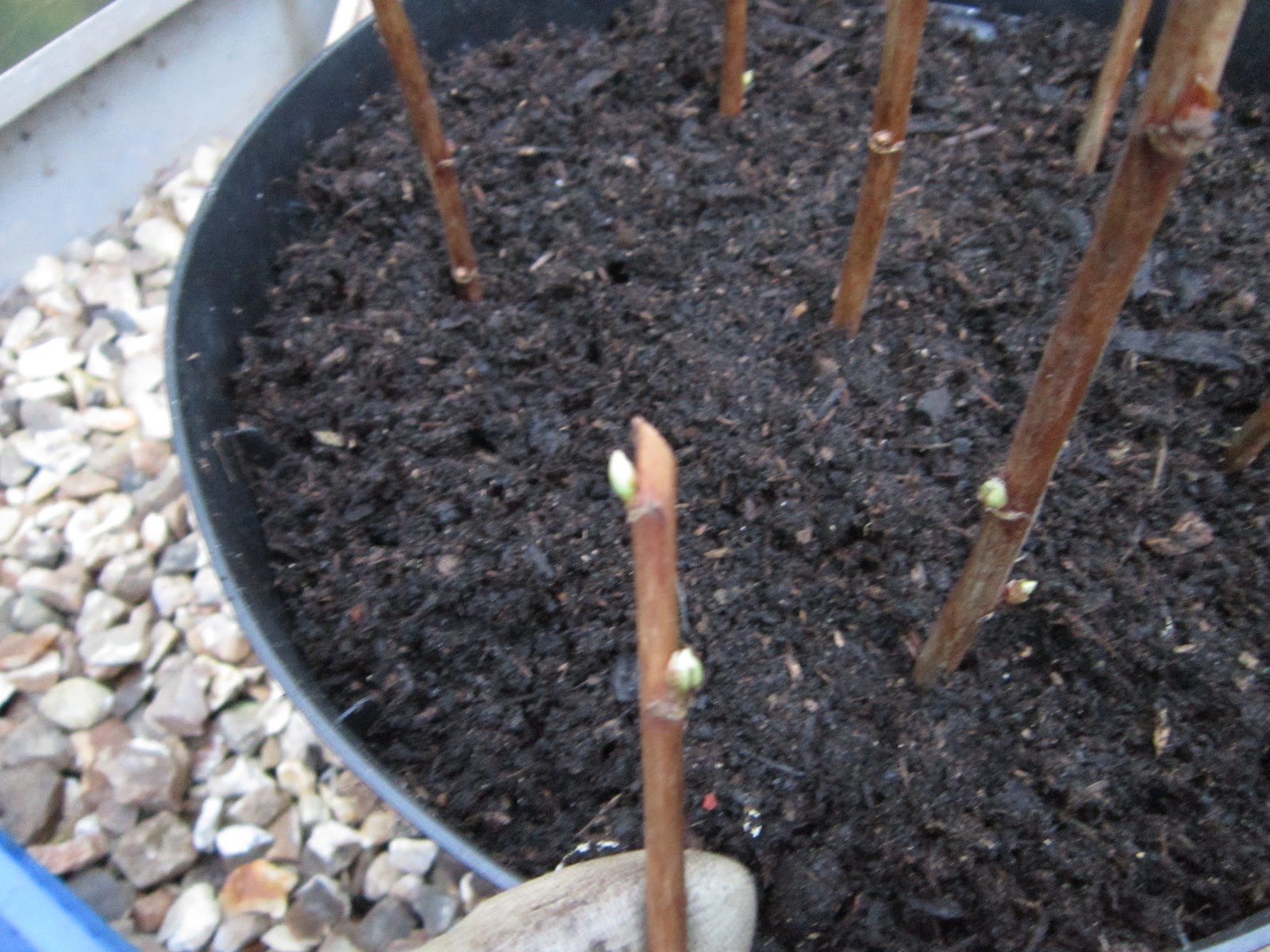 Seeds, roots, leaves and fruits...: Propagating Jostaberries