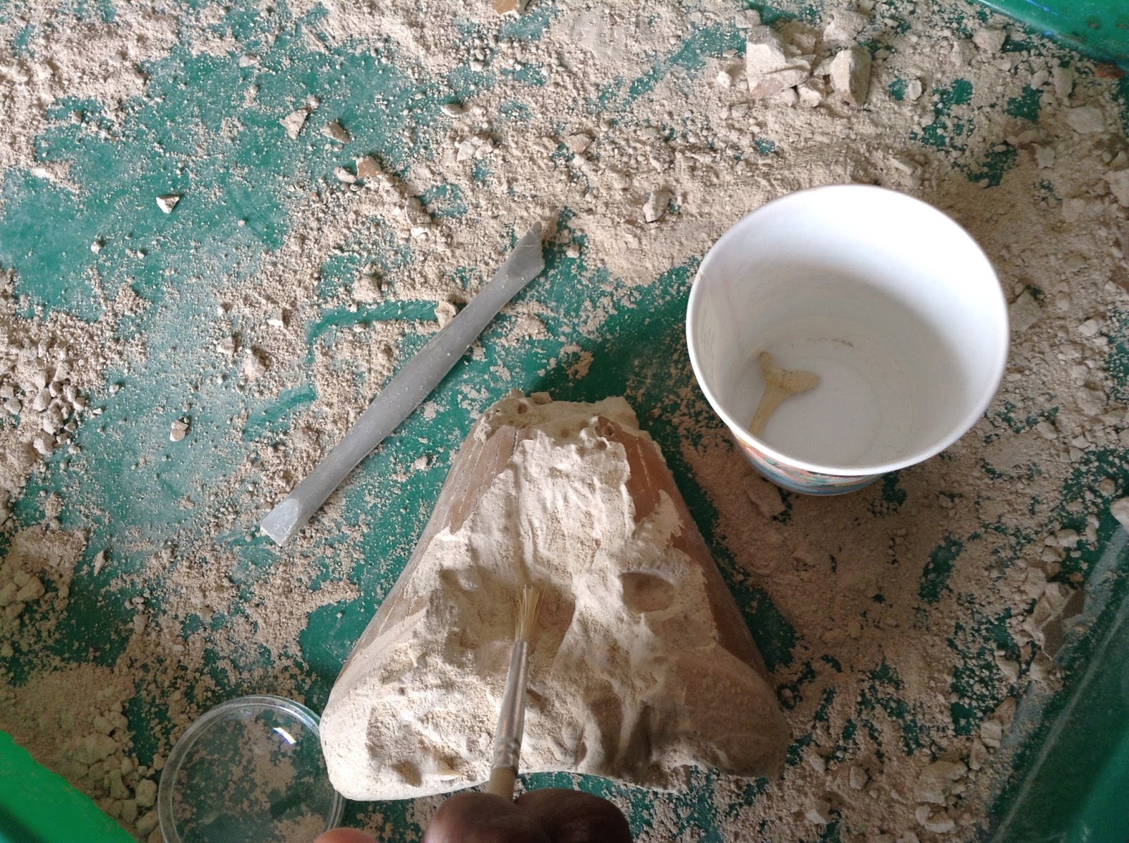 TeacherMomPlus3: Shark Tooth Dig Kit