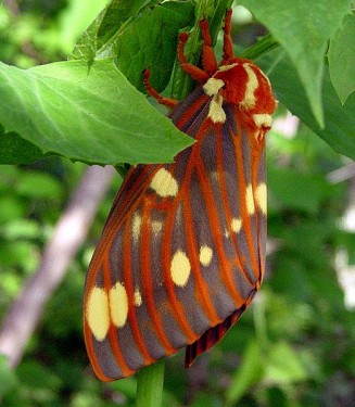 Temperate Climate Permaculture: Moths of the Walnut Tree