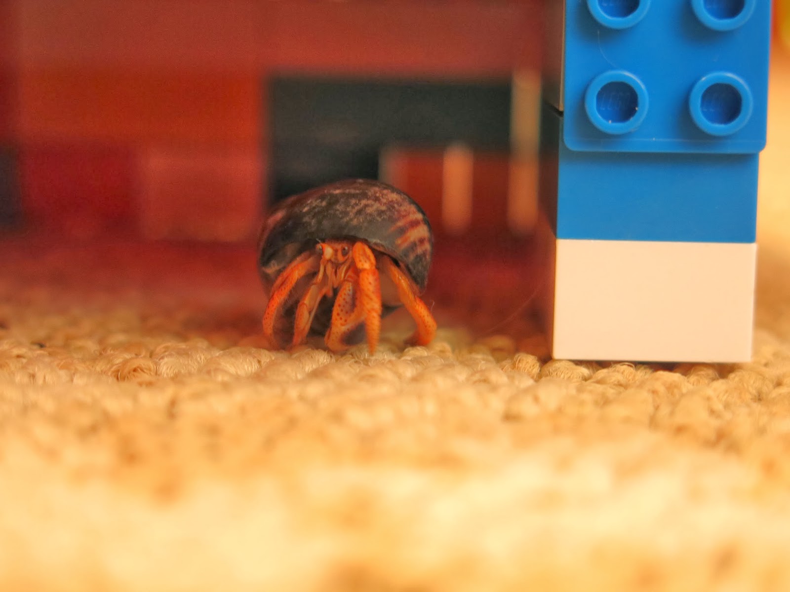 Lego Hermit Crab Shell