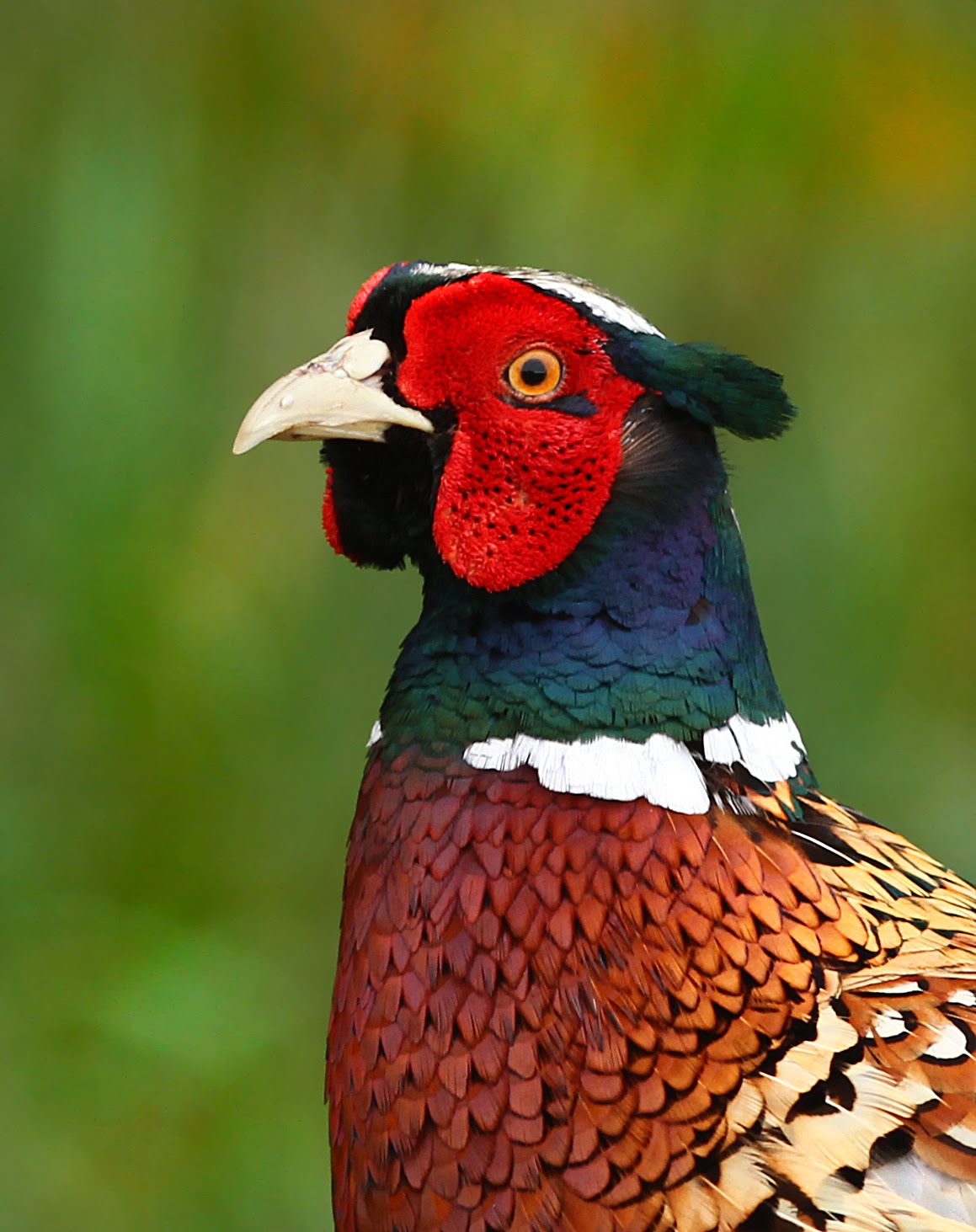 Hannibal's Animals: Rooster Pheasant Portrait