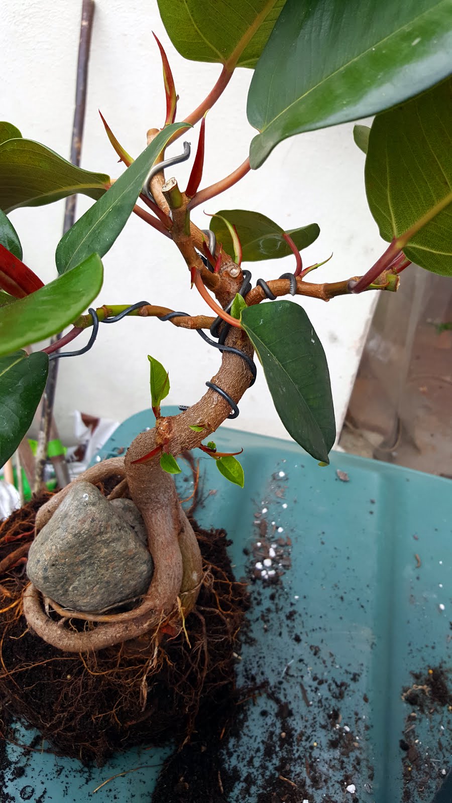 Bonsai-misadventures: Root over rock, roots are king