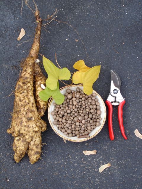 Edible Forest Garden Cookery: Yam Berries! Yam Berries!