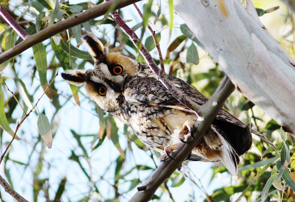 Biodiversity of Cyprus by NGO Protection of the Natural Heritage and ...