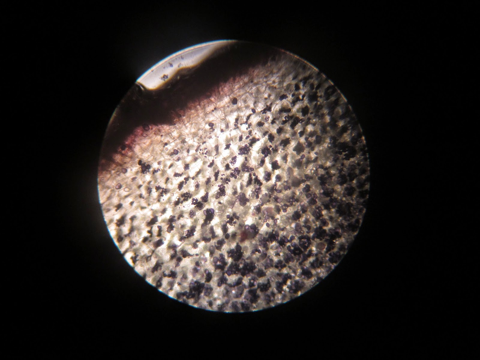 1º Biología y Geología
