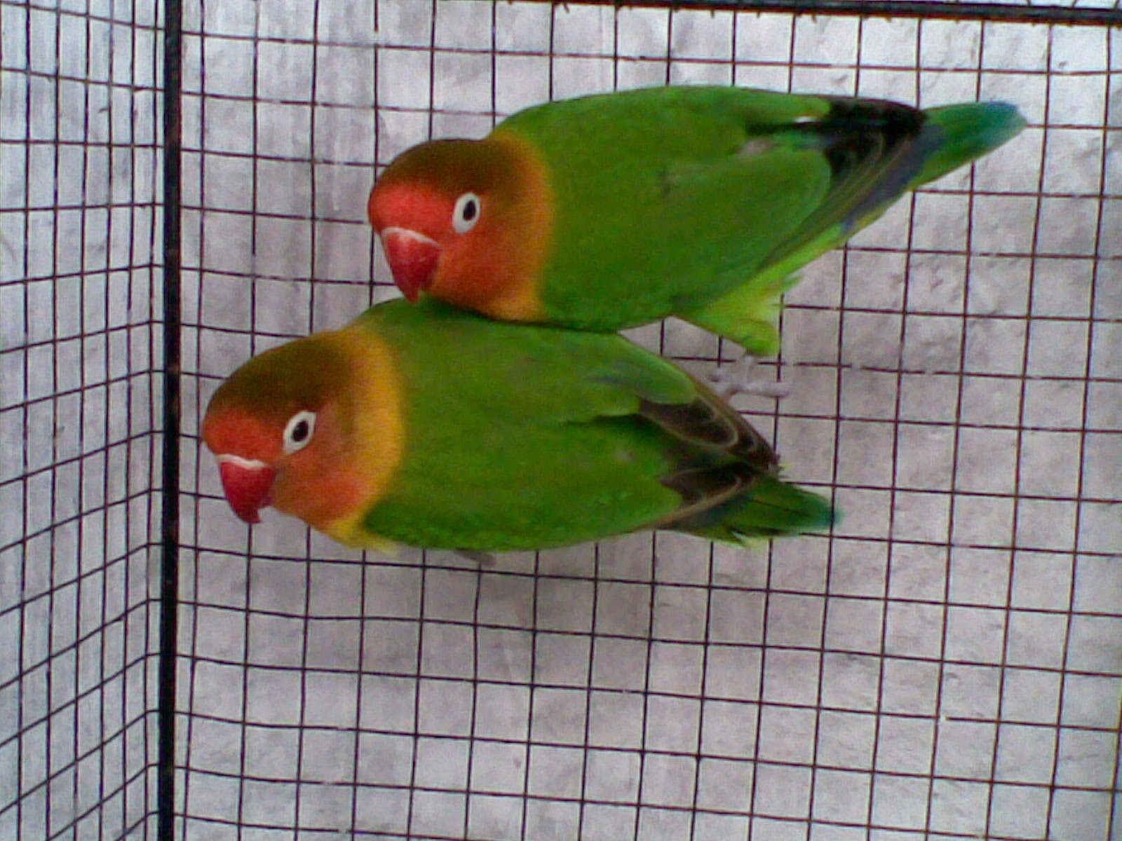 VEN'S BIRD: Koleksi Love Bird Kami