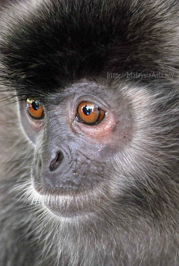 Silver Leaf Monkey Picture - Malaysia Asia