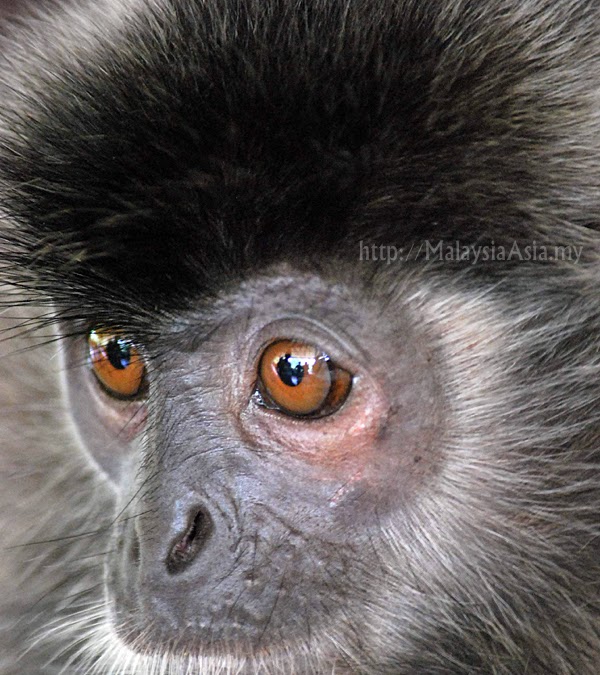 Sinhala Comments Monkey