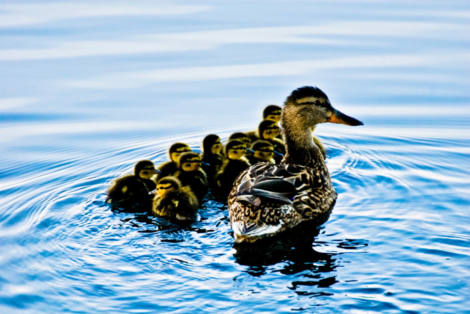 Savoring Servant: The odd duck(ling)