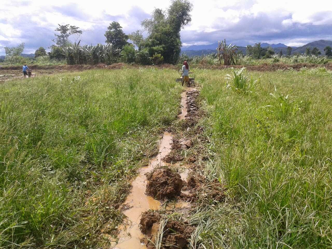 Nature and Farming: Rice Production: Chapter 7- Land preparation