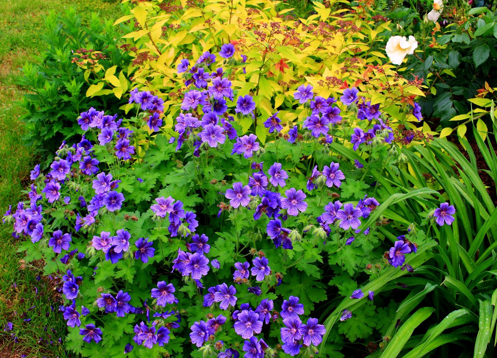 Roses du jardin Chêneland: Géranium magnificum "Blue Blood"