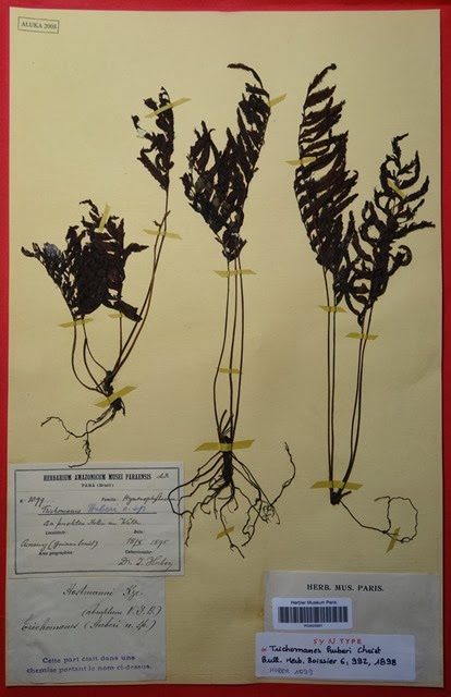 Jacques Huber and the Amazonian Botany: Plant collections